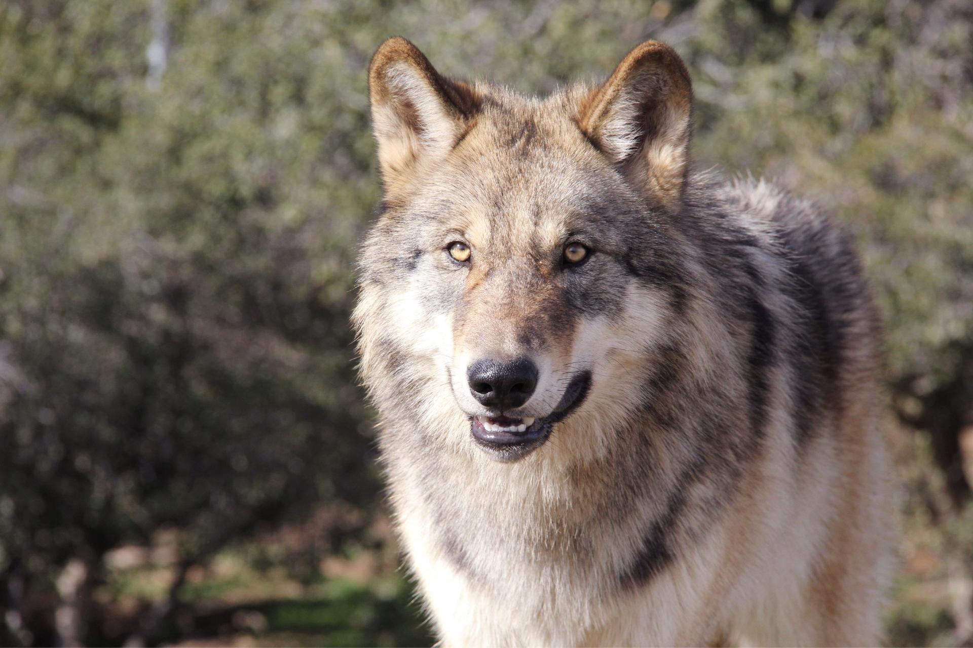 WEBINAR: "Better than Idaho" isn't good enough, Washington's wolves ...