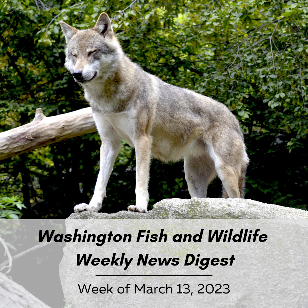 Washington Fish & Wildlife Weekly Digests - Washington Wildlife First