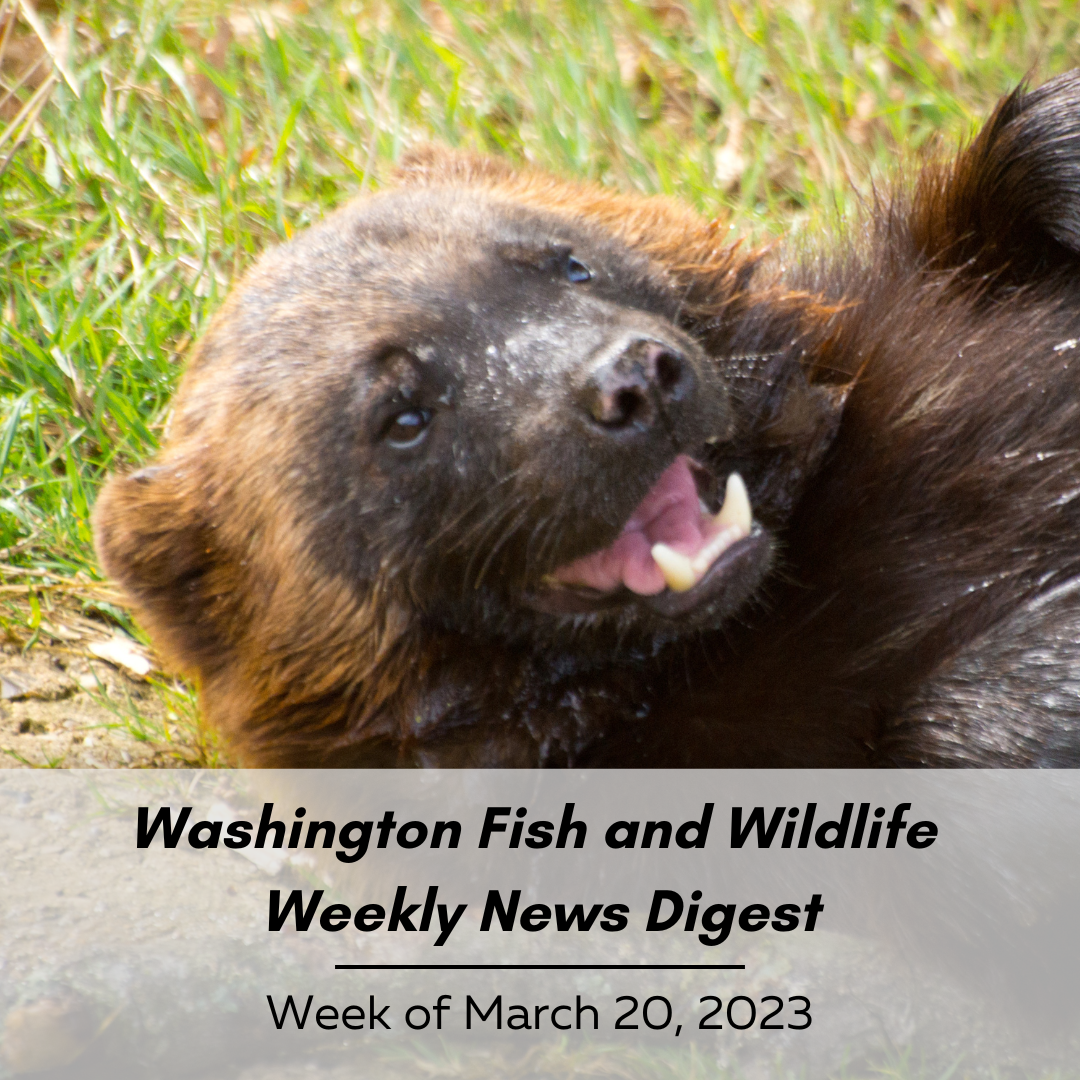 Washington Fish & Wildlife Weekly Digests - Washington Wildlife First