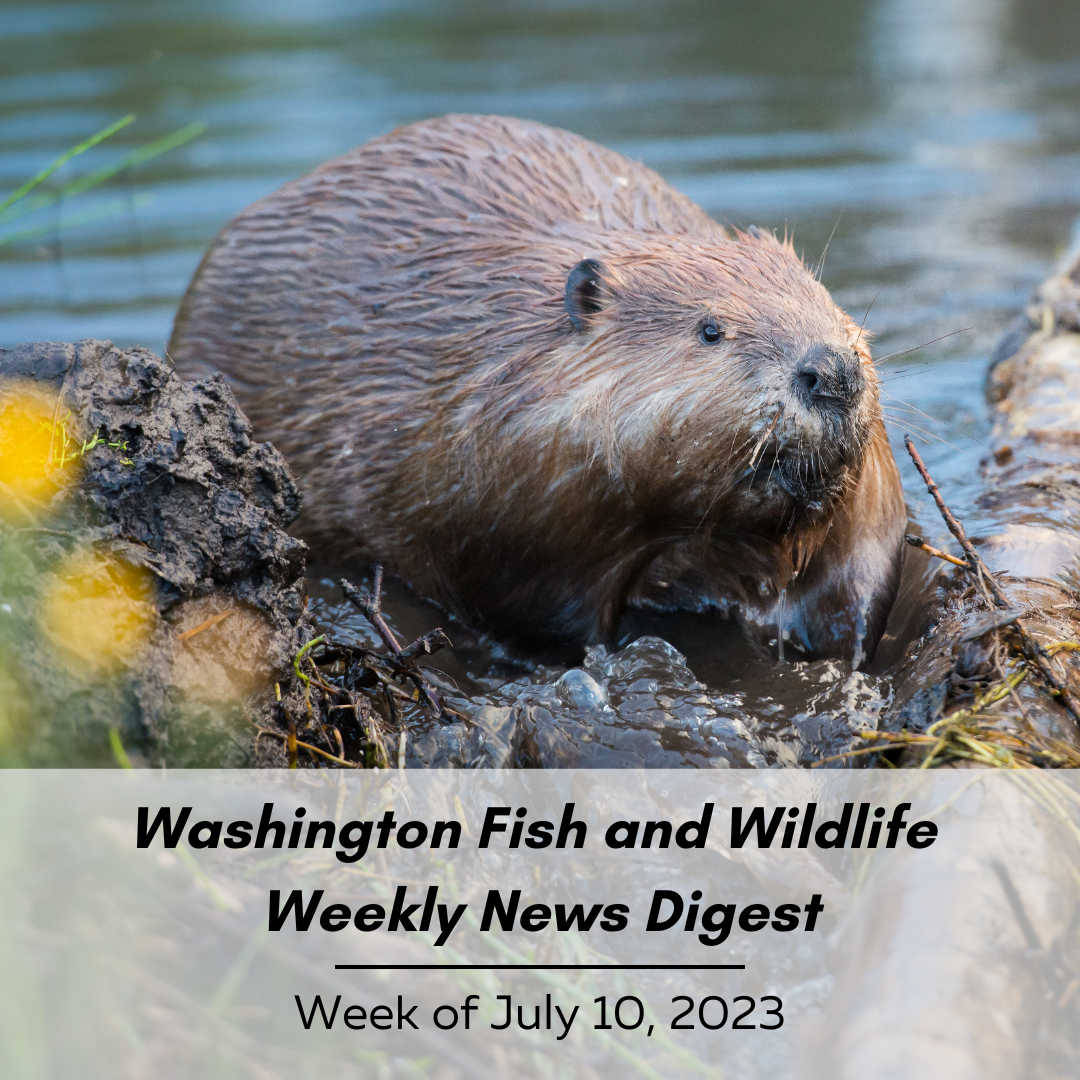 Washington Fish & Wildlife Weekly Digests - Washington Wildlife First