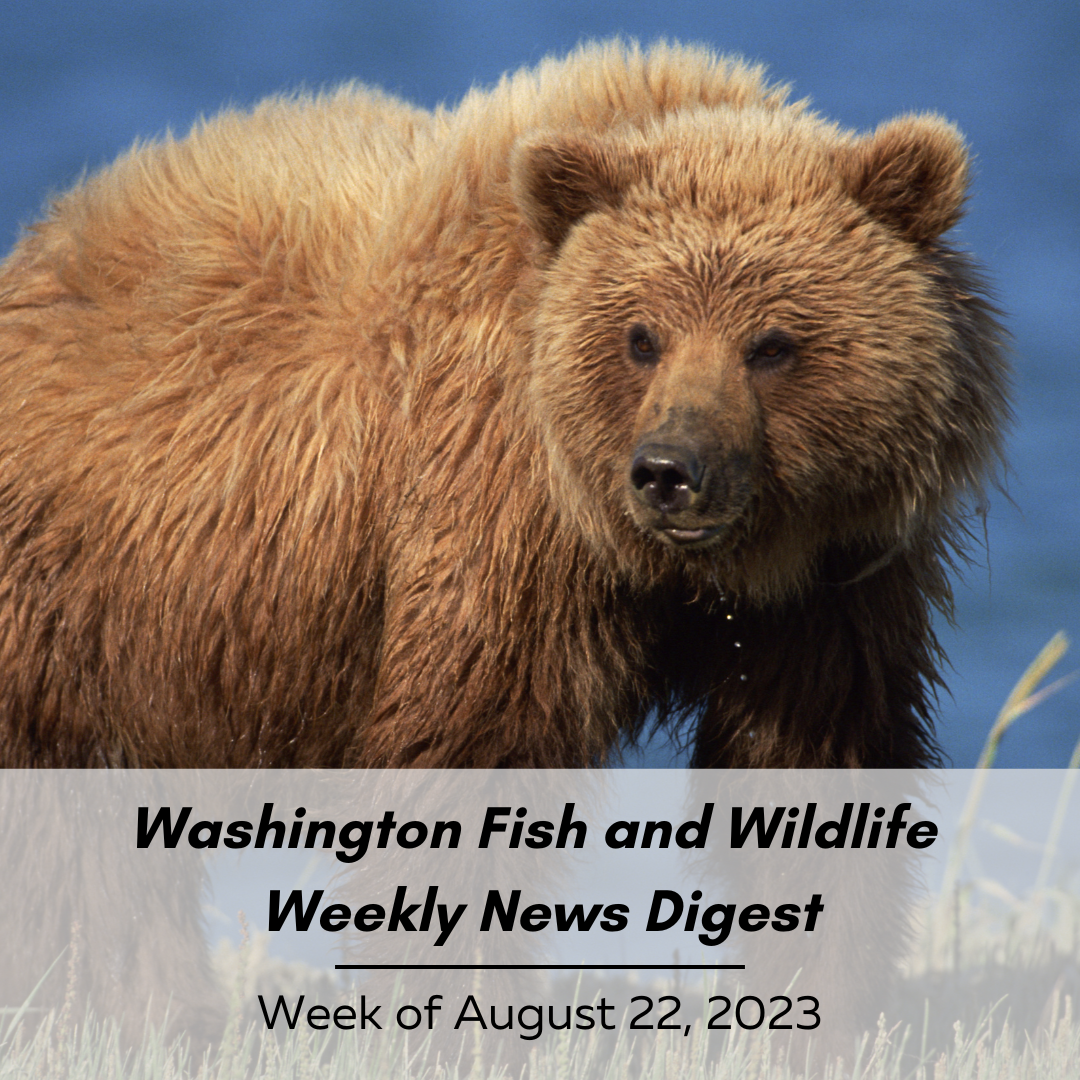 Washington Fish & Wildlife Weekly Digests - Washington Wildlife First