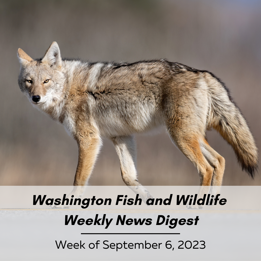 Washington Fish & Wildlife Weekly Digests - Washington Wildlife First