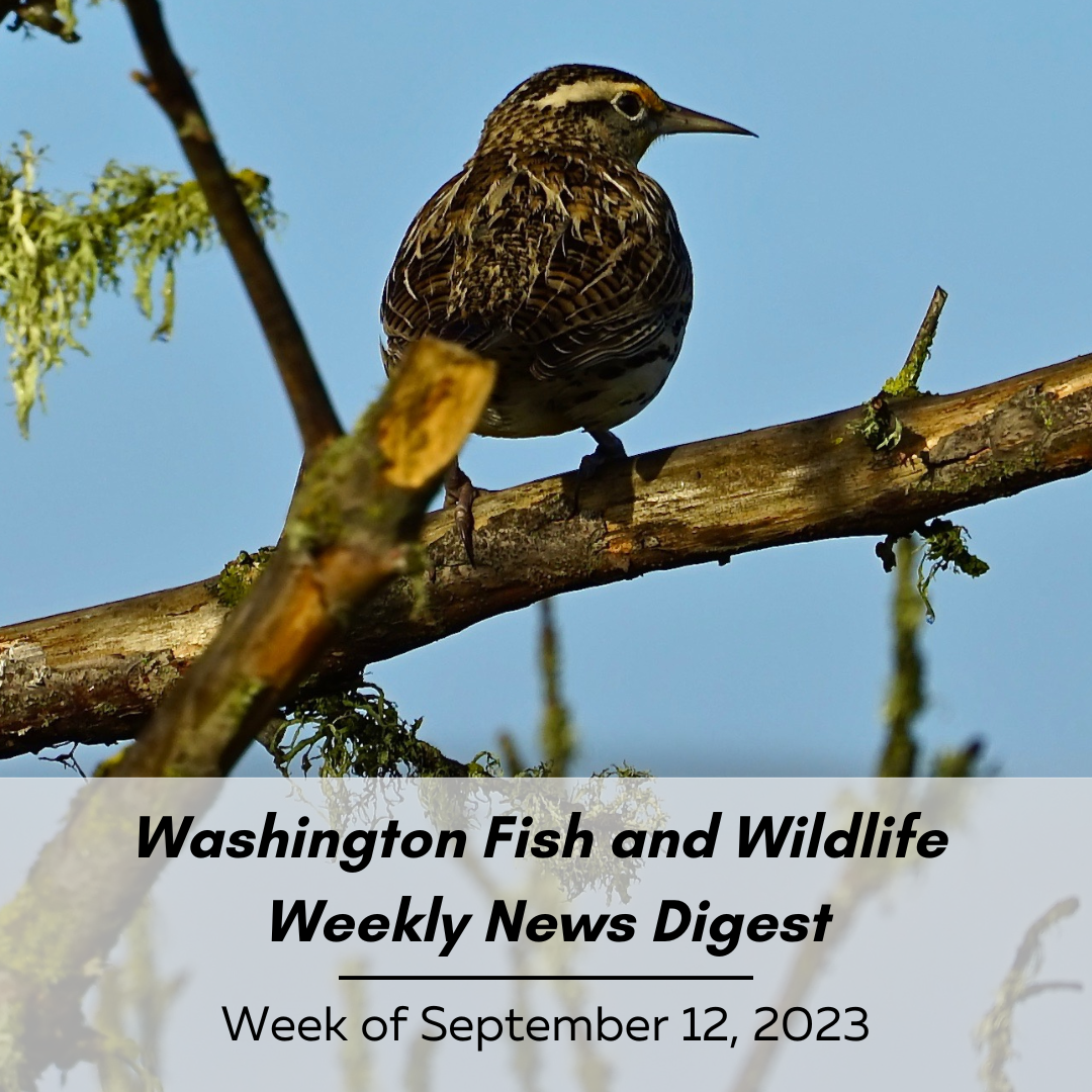 Washington Fish & Wildlife Weekly Digests - Washington Wildlife First