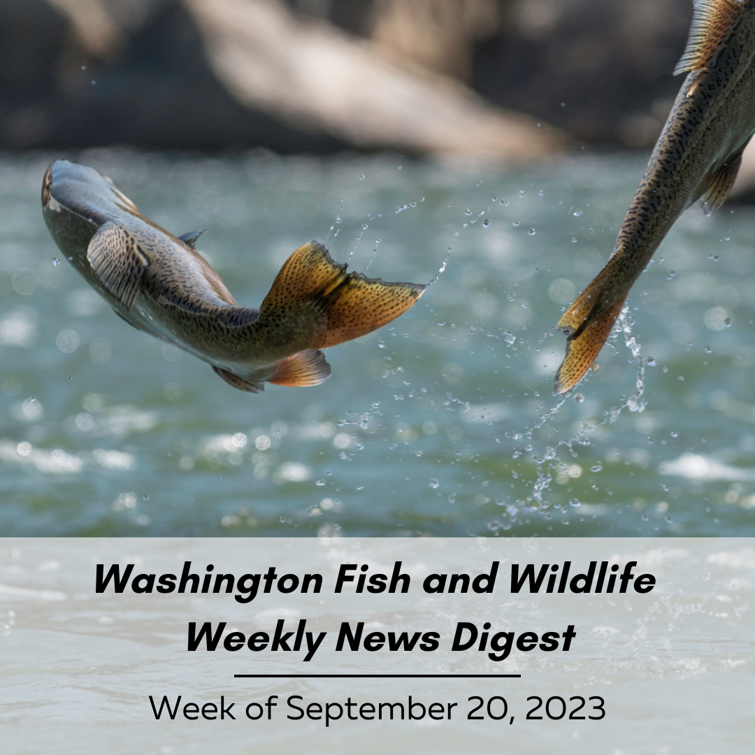 Washington Fish & Wildlife Weekly Digests - Washington Wildlife First