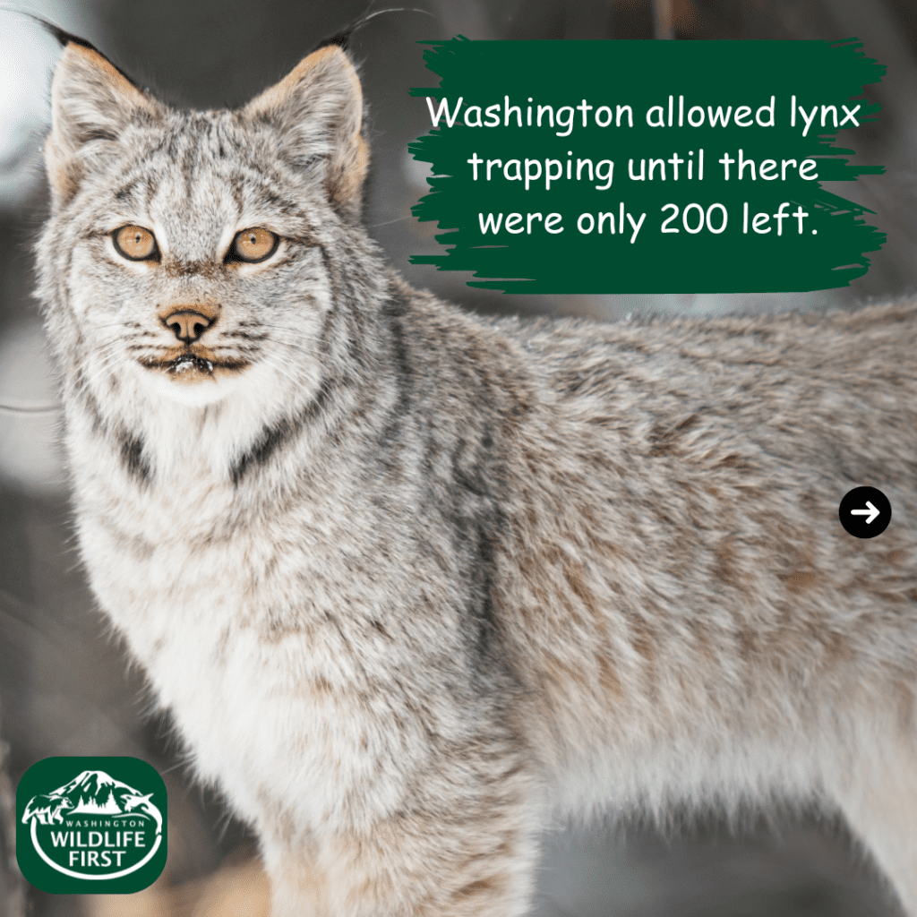 Washington Wildlife First - Home