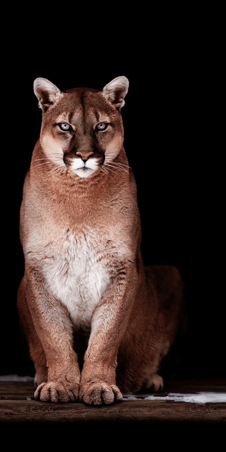 We Need Your Voice One Last Time to Pass the New Cougar Rule ...