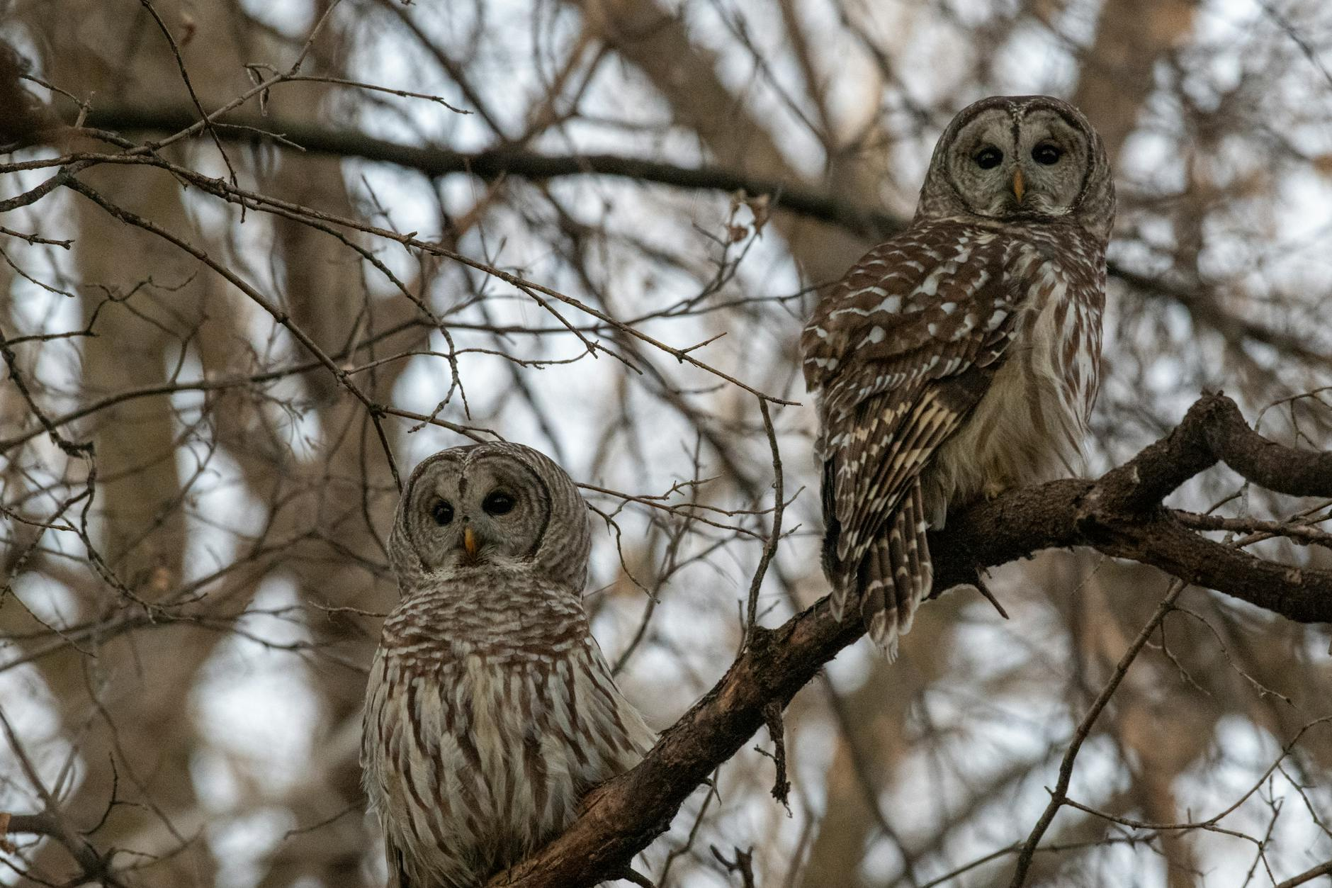 The Ethical Animal: Owls Should not be Pawns in the Game of ...