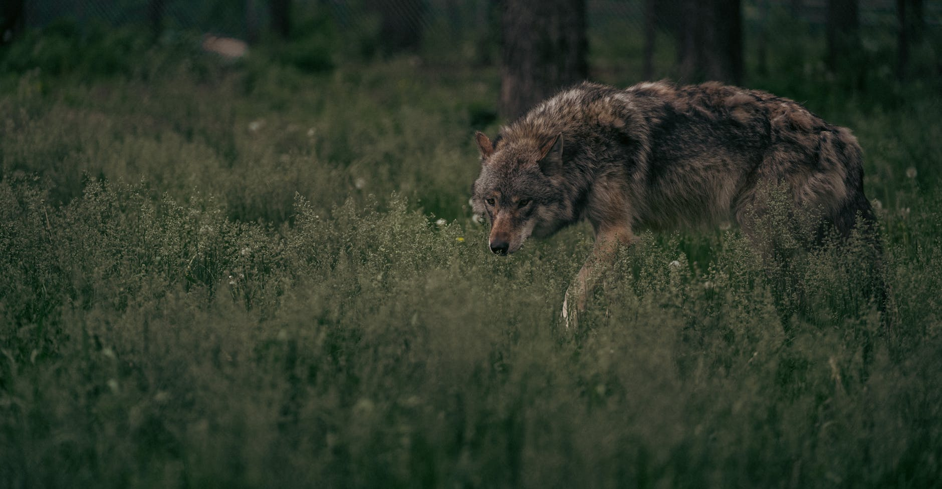 Wolf Advocates Voluntarily Dismiss Lawsuit After Protecting Sherman ...